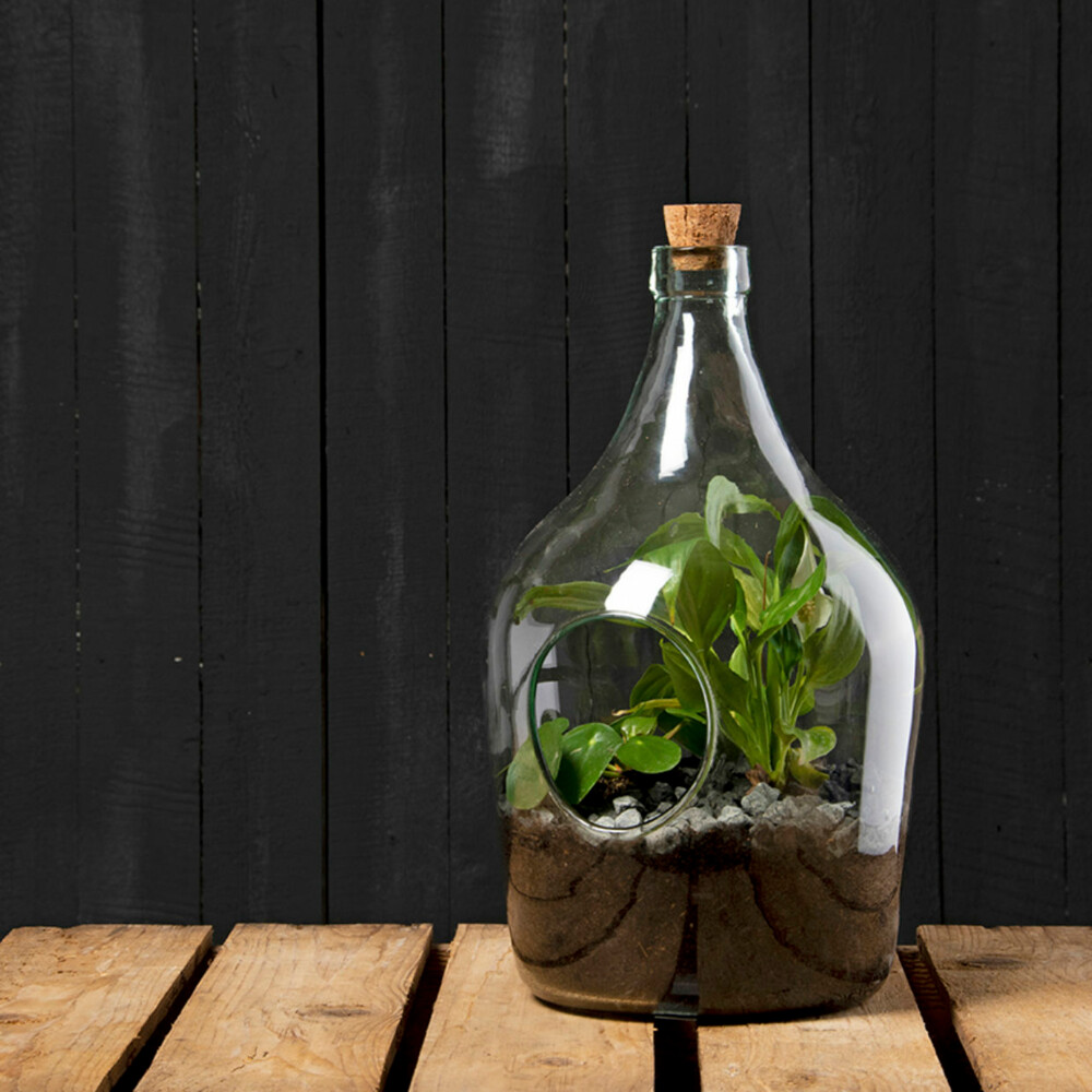 Esschert Design DHZ Set Open Terrarium Fles 3 Liter Transparant | Plein.nl